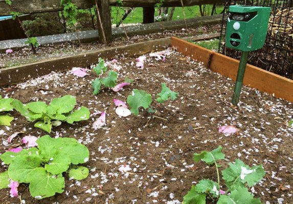 Review: Scarecrow Ultrasonic Animal Repeller - Top Best Gifts